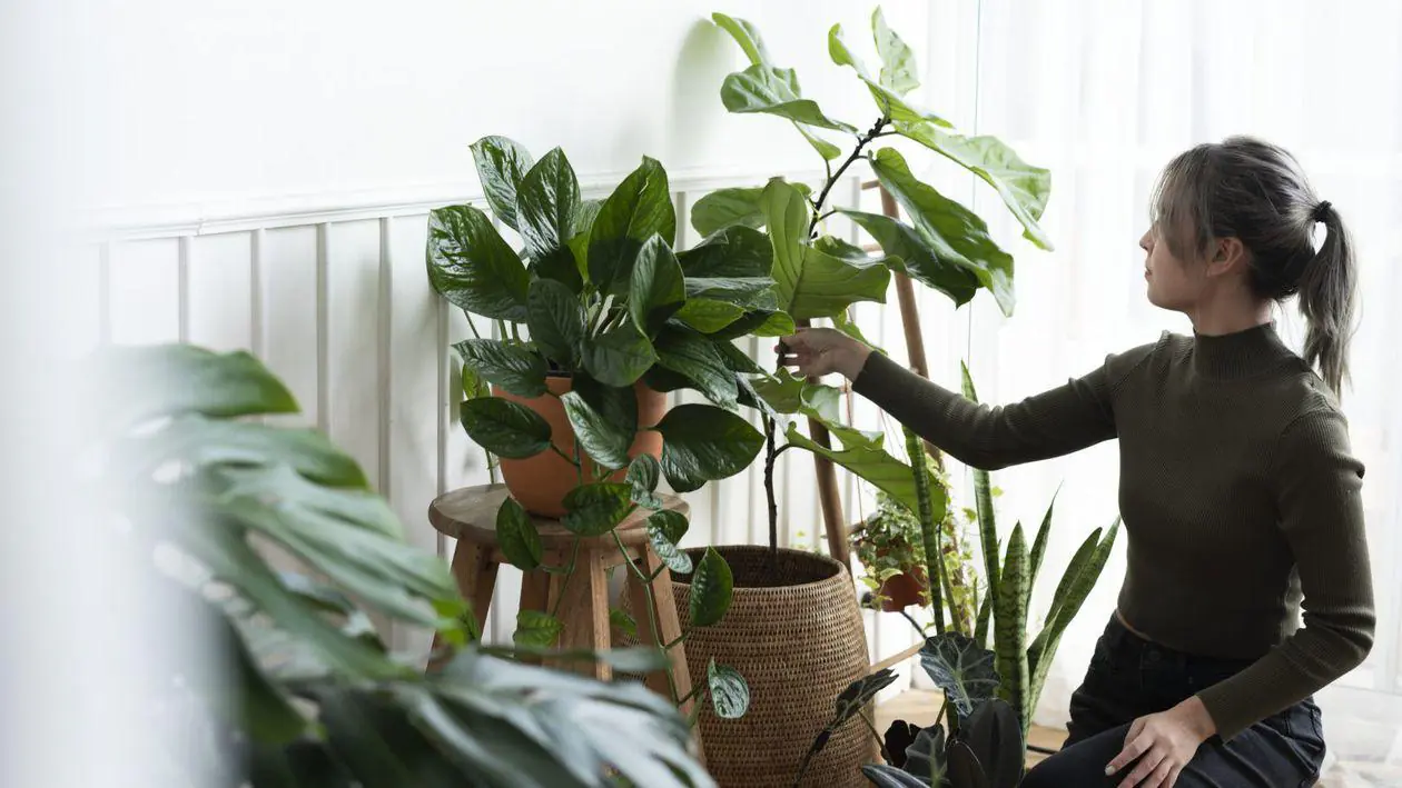 Planta care îți va aduce noroc și prosperitate în 2025. Nu trebuie să ...